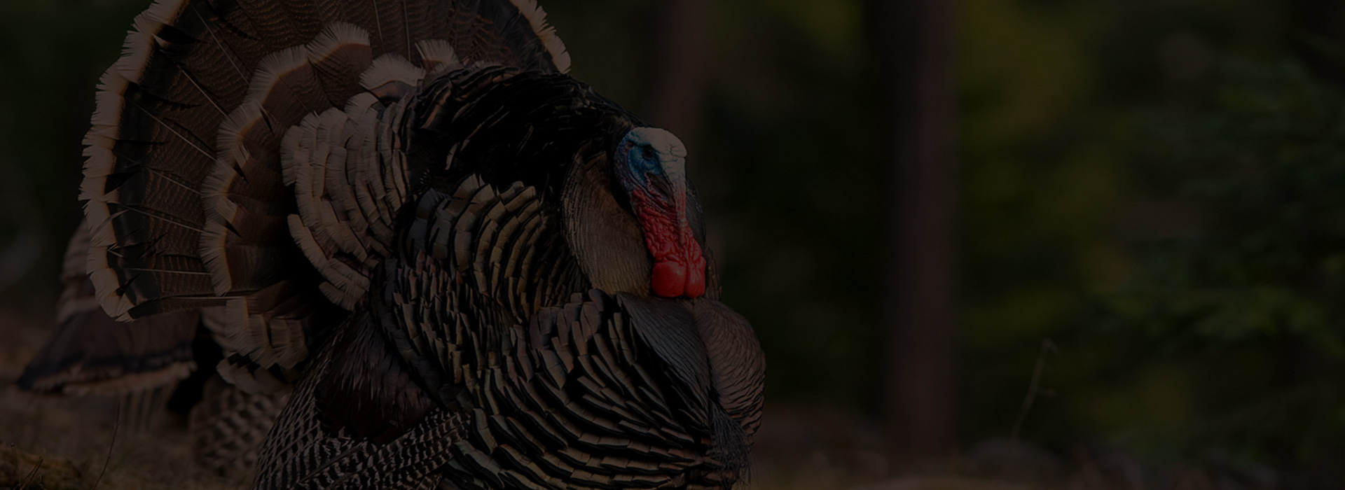 Turkey – Trophy Florida Gator Hunting By Get Bit Outdoors