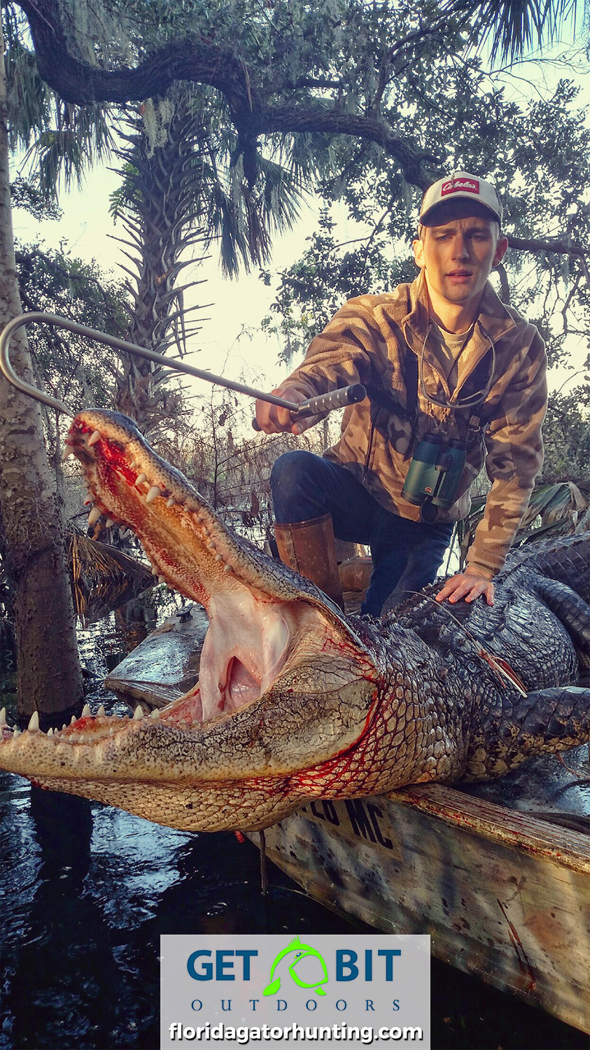 Trophy Gator hunting in Florida